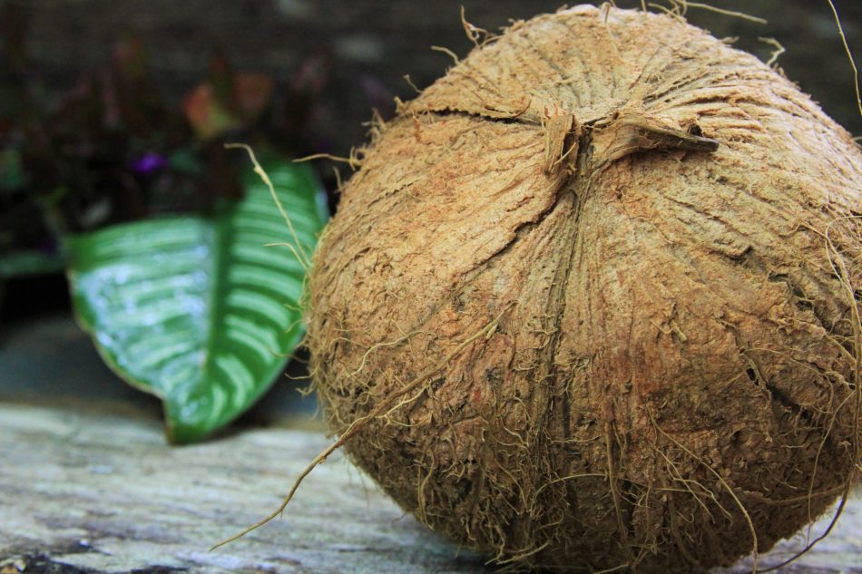 Coco seco - Receitas saudáveis com a Chef Susan Martha | Amor Pela Comida